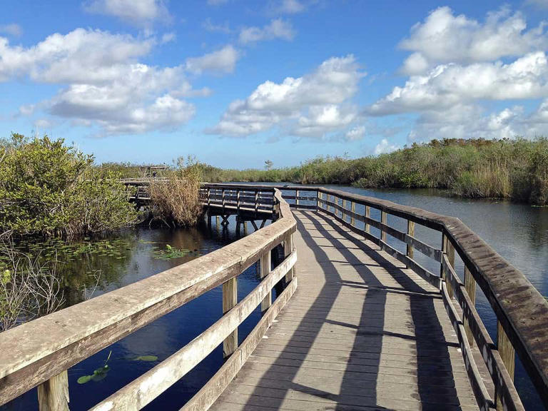 The 7 best Everglades hikes for guaranteed alligator sightings (ranked ...