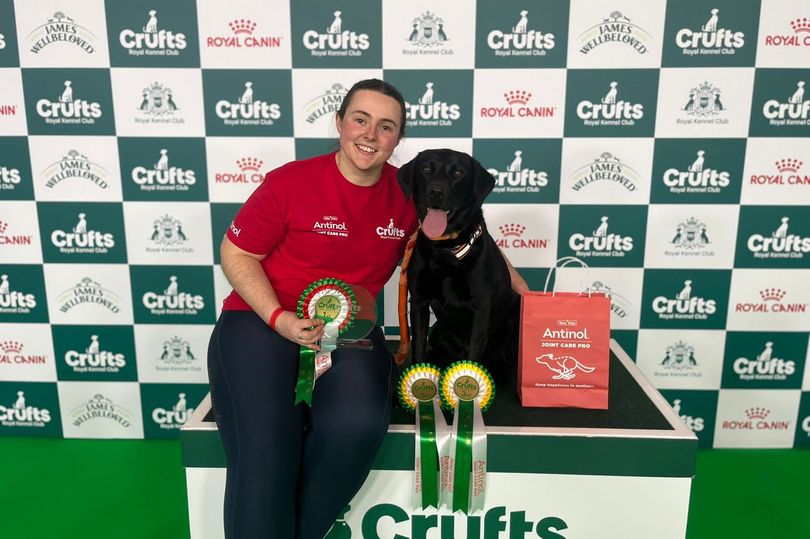 Walker Labrador's 'unbelievable' success as it beats collies in Crufts ...