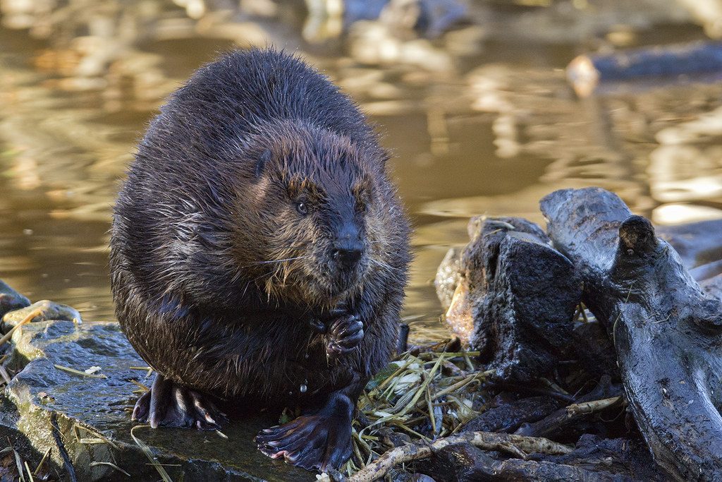 11 US states where the most beavers live
