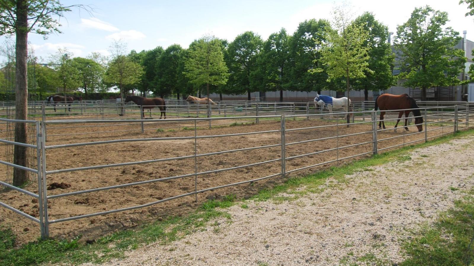 Cremona, drammatica caduta da cavallo: morta la 37enne Klizia Jllary ...