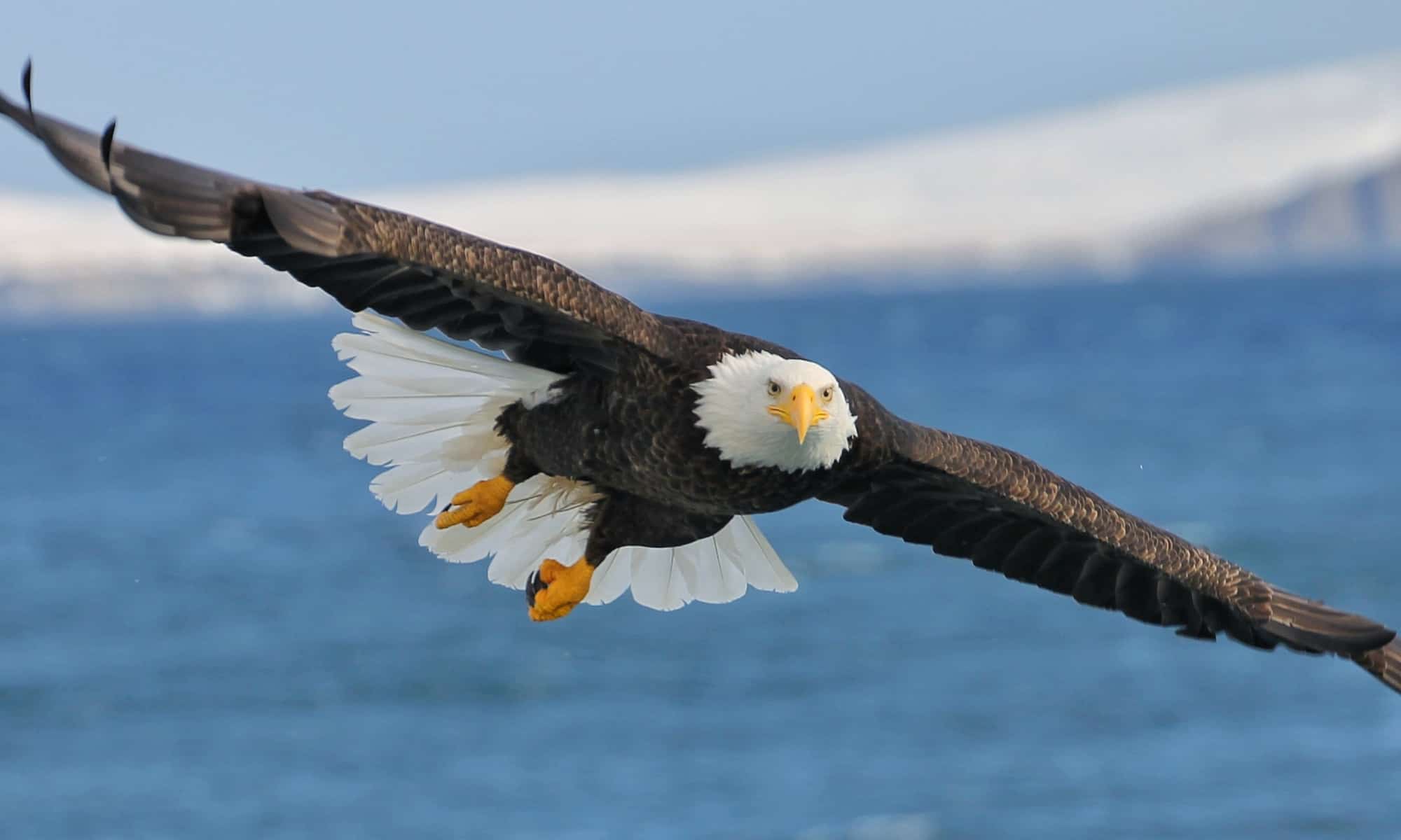 America is home to a bird with a 10-foot wingspan