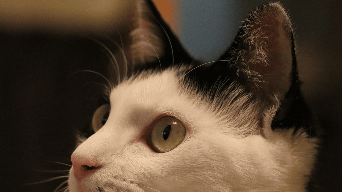 12 things you do right without realizing it that your cat appreciates ...
