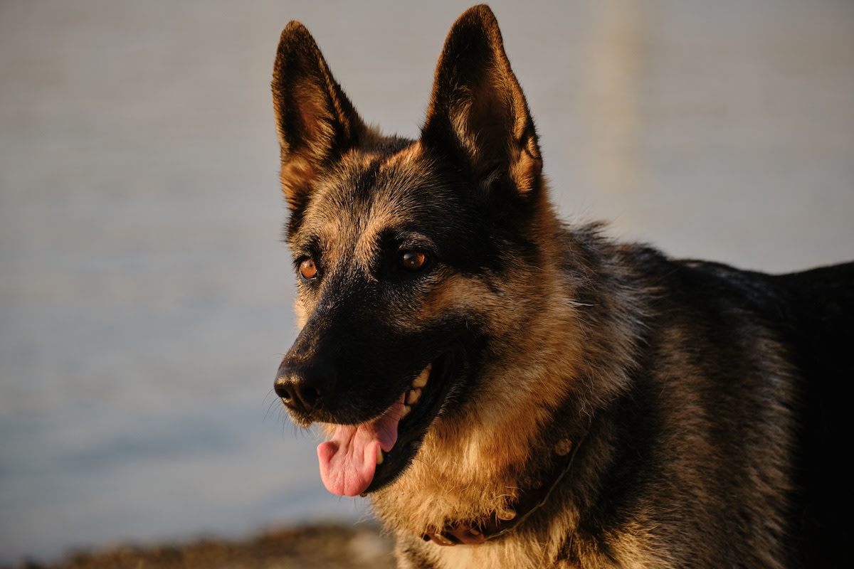 German shepherds watch happy baby splash with pure gleeful joy