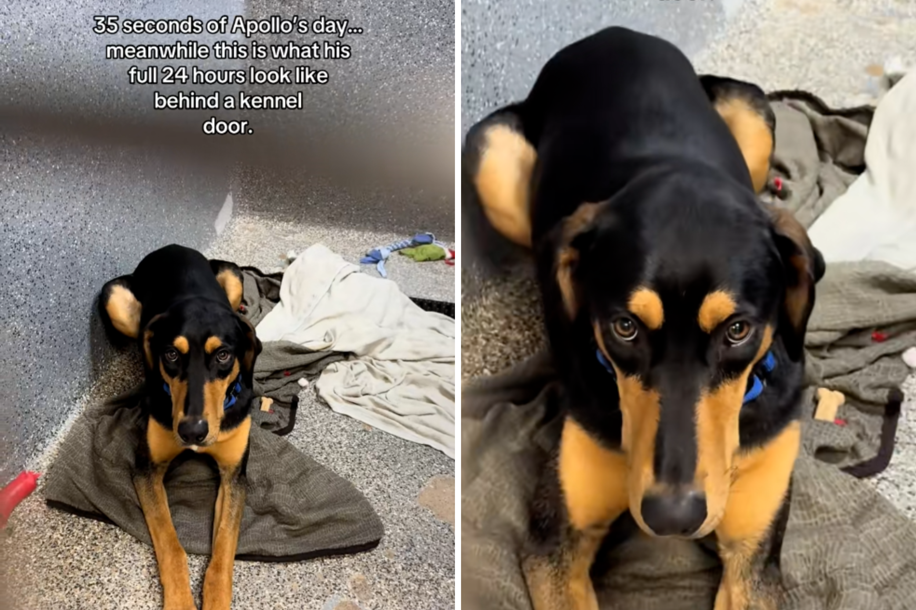 Tears as 'perfect dog' shows signs of shutting down after months in shelter