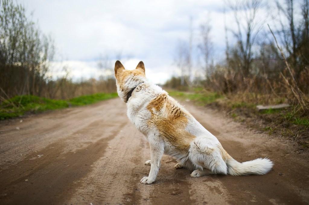 Warning signs that revealed gran was dying from rabies