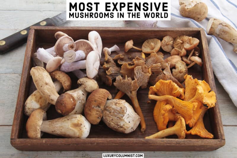 16 most expensive mushrooms in the world: Prices, seasons & where to ...