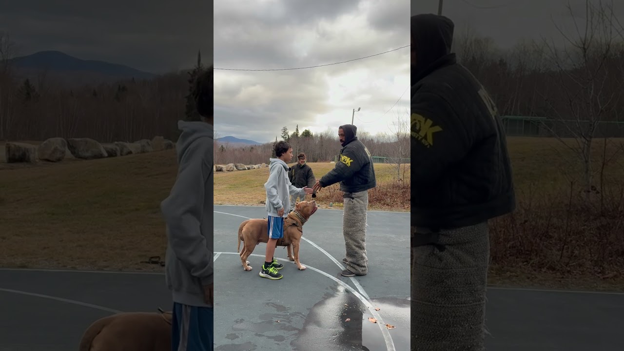 Massive pit bull looks like a literal lion on his leash