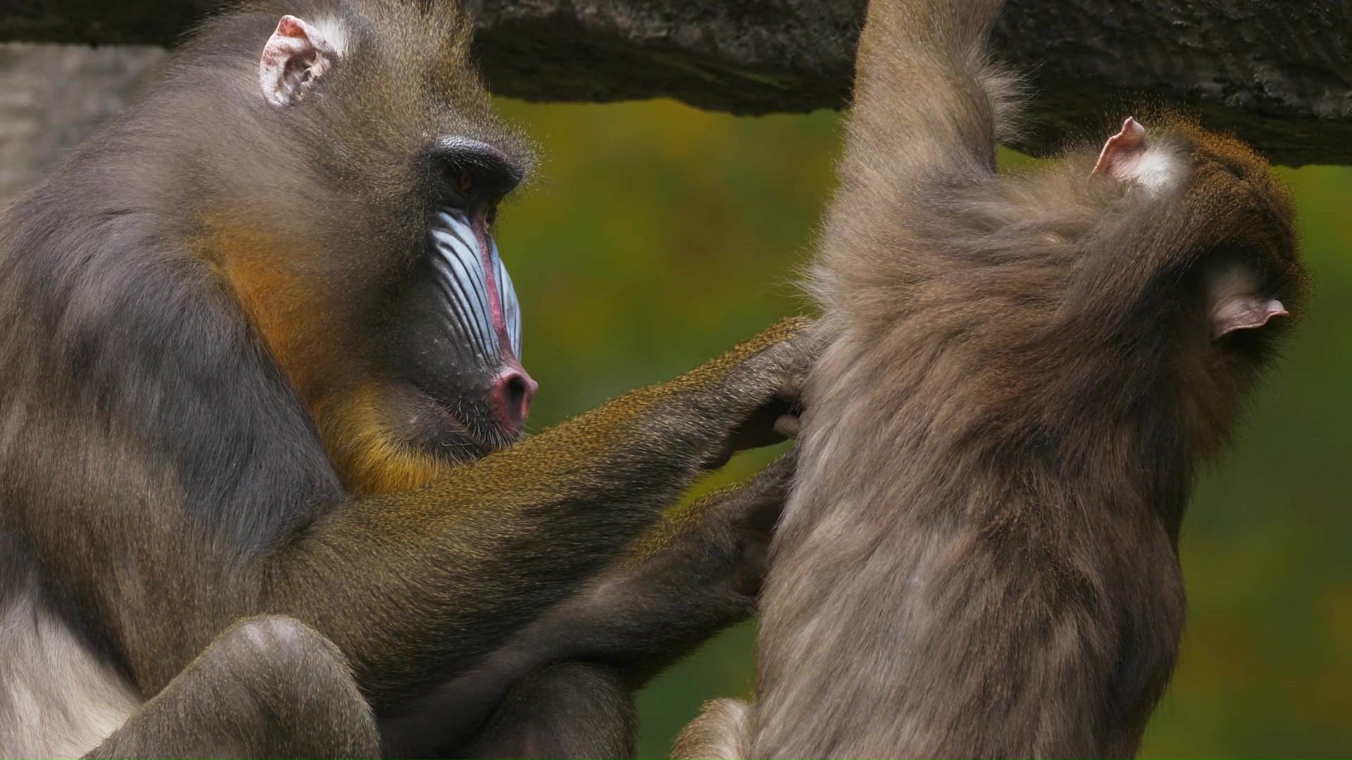 Mandril fortaleciendo vínculos con acicalamiento