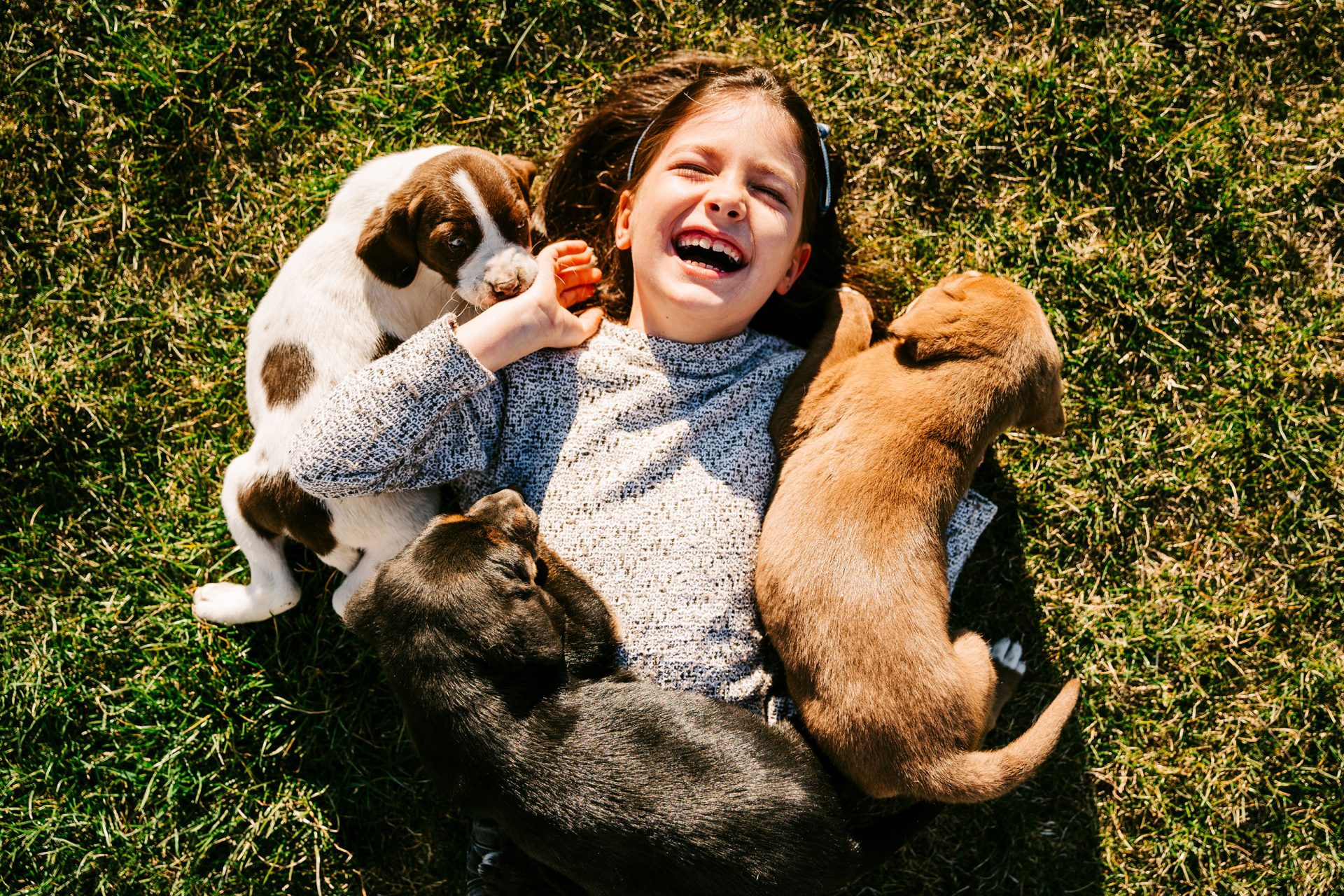 Meer honden en katten dan kinderen: wat zegt dat over onze samenleving?