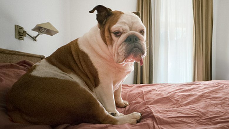 15 dogs who are so dramatic they deserve an Oscar