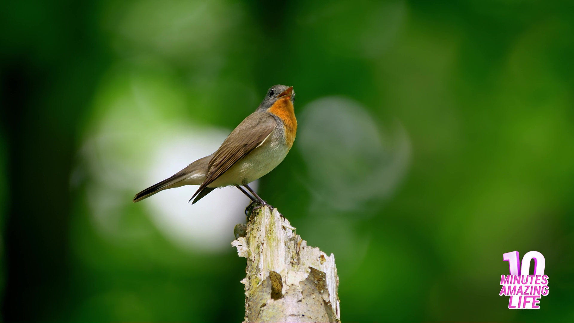 The moment a red-breasted flycatcher started singing