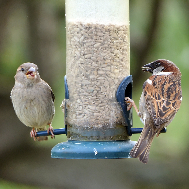 Experts say this is the best bird feeder to use in wet weather to ...