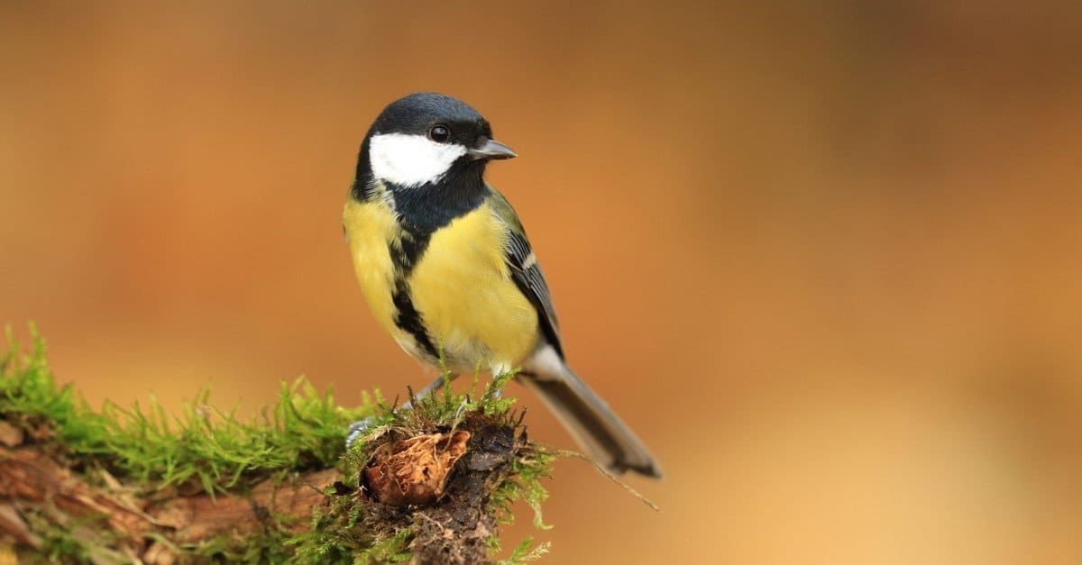9 animals that sing (and they’re not birds)