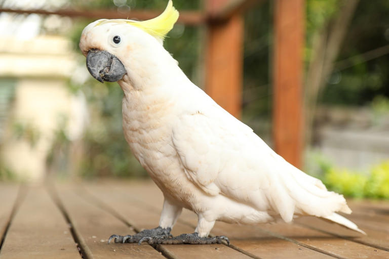 Super smart cockatoo's fancy spins can't be beat