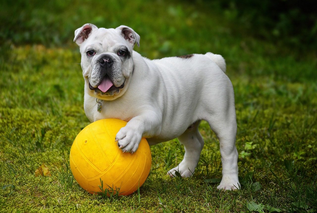 These are the 8 most difficult dog breeds to care for according to experts