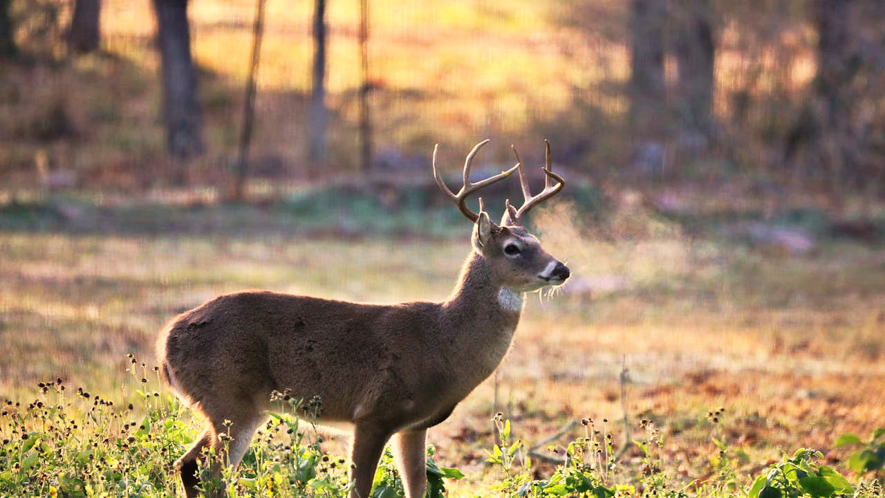 15 states where deer disease concerns are growing