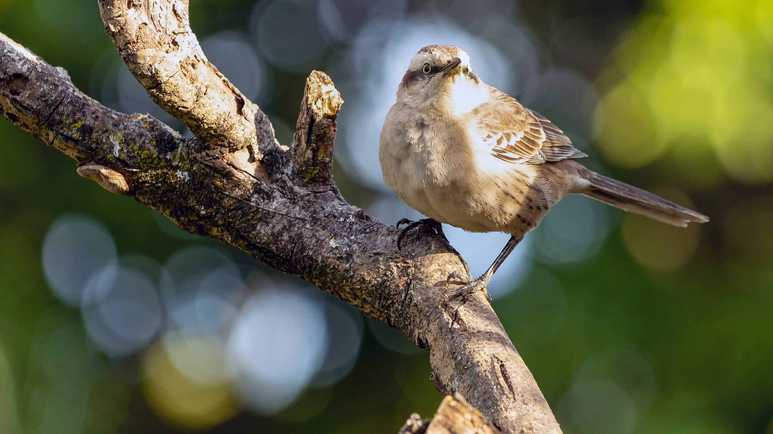 9 animals that sing (and they’re not birds)