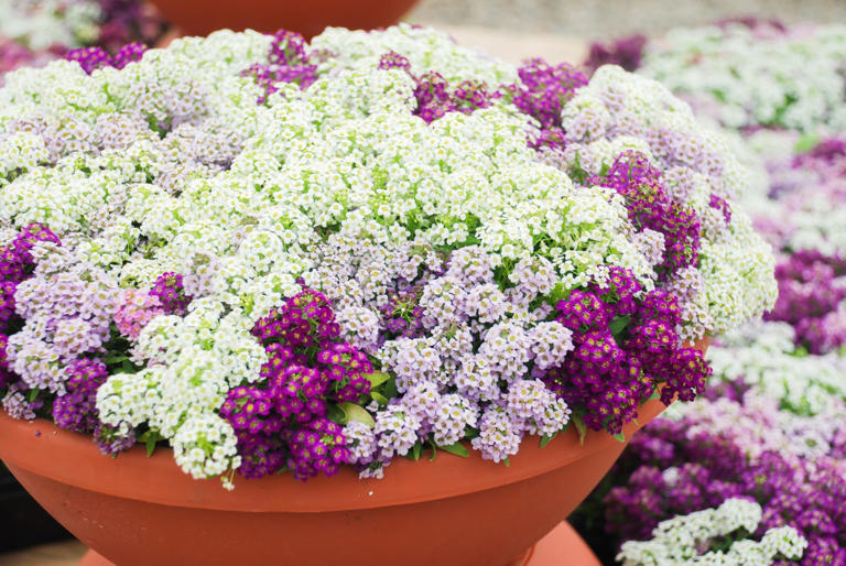 These are the flowers I’m planting now for early spring color