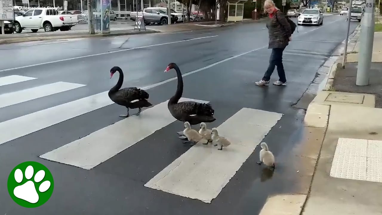 Smart swan family knows how to cross the road
