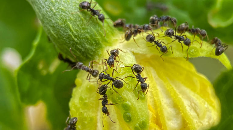 An eco-friendly ant control hack you'll want to try in your garden