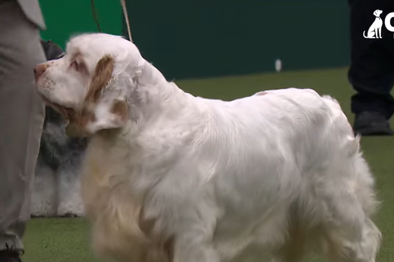 Crufts 2026 best in show winner announced and full list of finalists