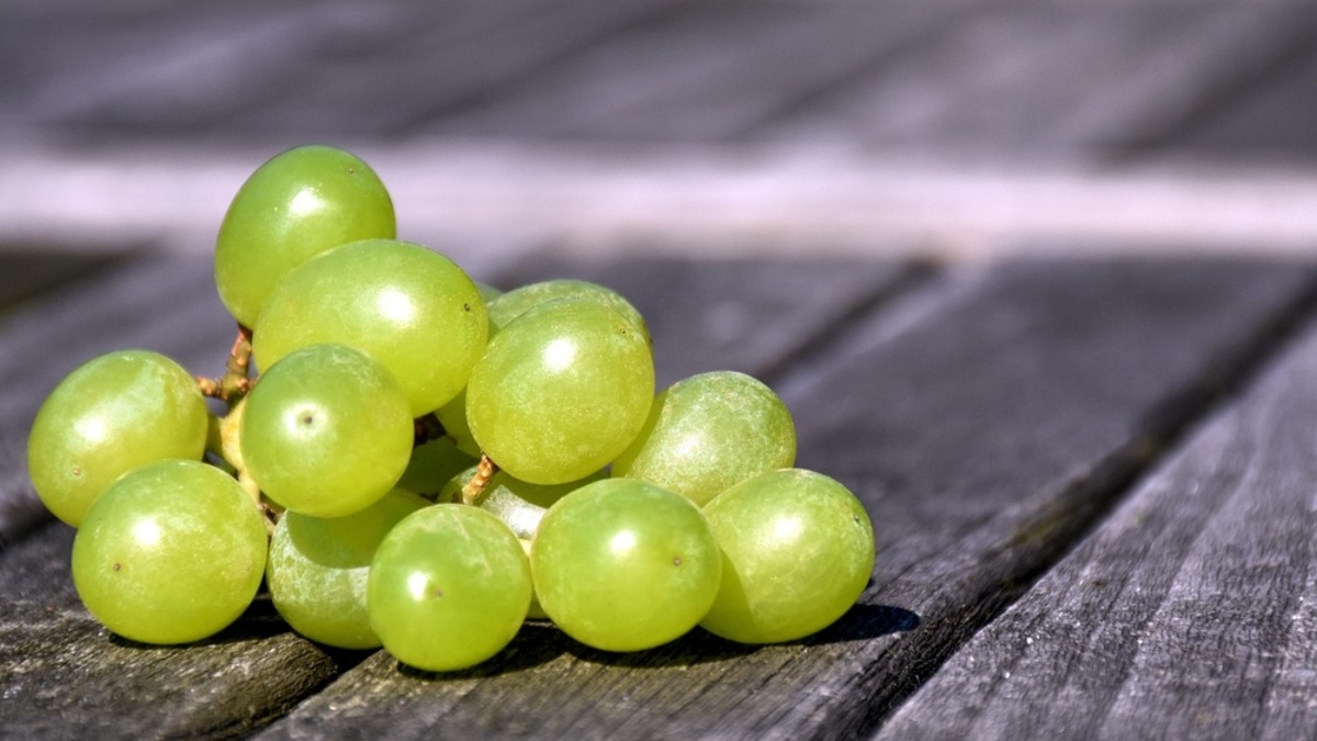 Kitchen alert: 5 healthy human foods that are poisonous to your dog