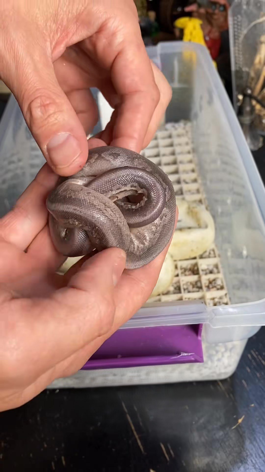 3 more snakes hatched!