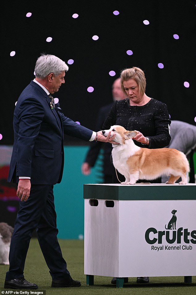 Bruin the Clumber spaniel is crowned Crufts best in show winner at ...