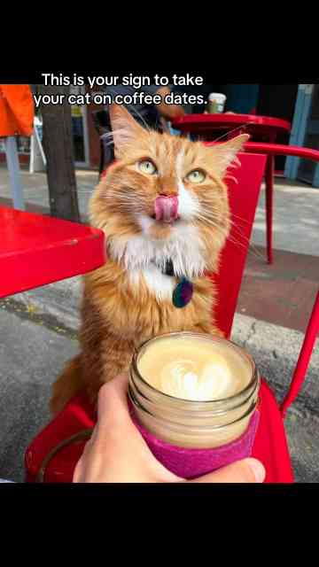 Travel cat cafe moment that cat lovers will enjoy