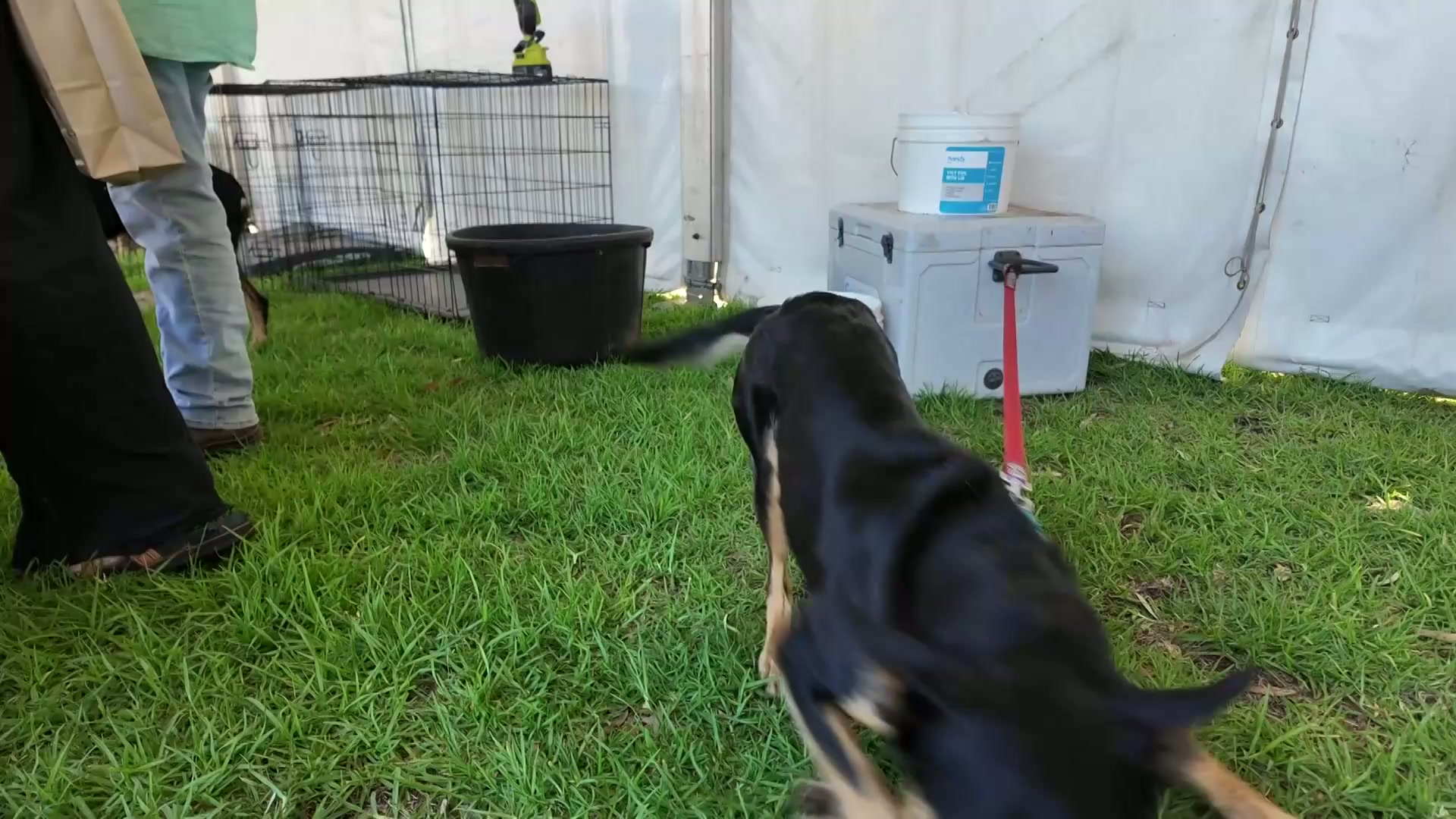 Kelpies for kids program provides sick children with an opportunity to ...