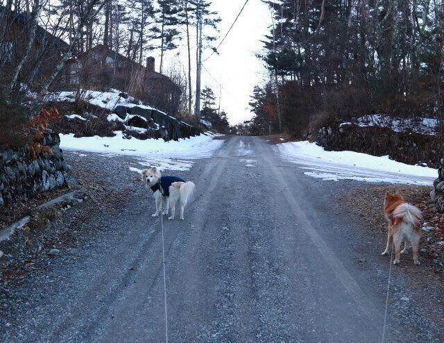 大吉の衰えとケア【穴澤賢の犬のはなし】