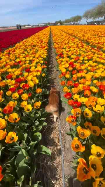 Exploring the magical tulips of the Netherlands
