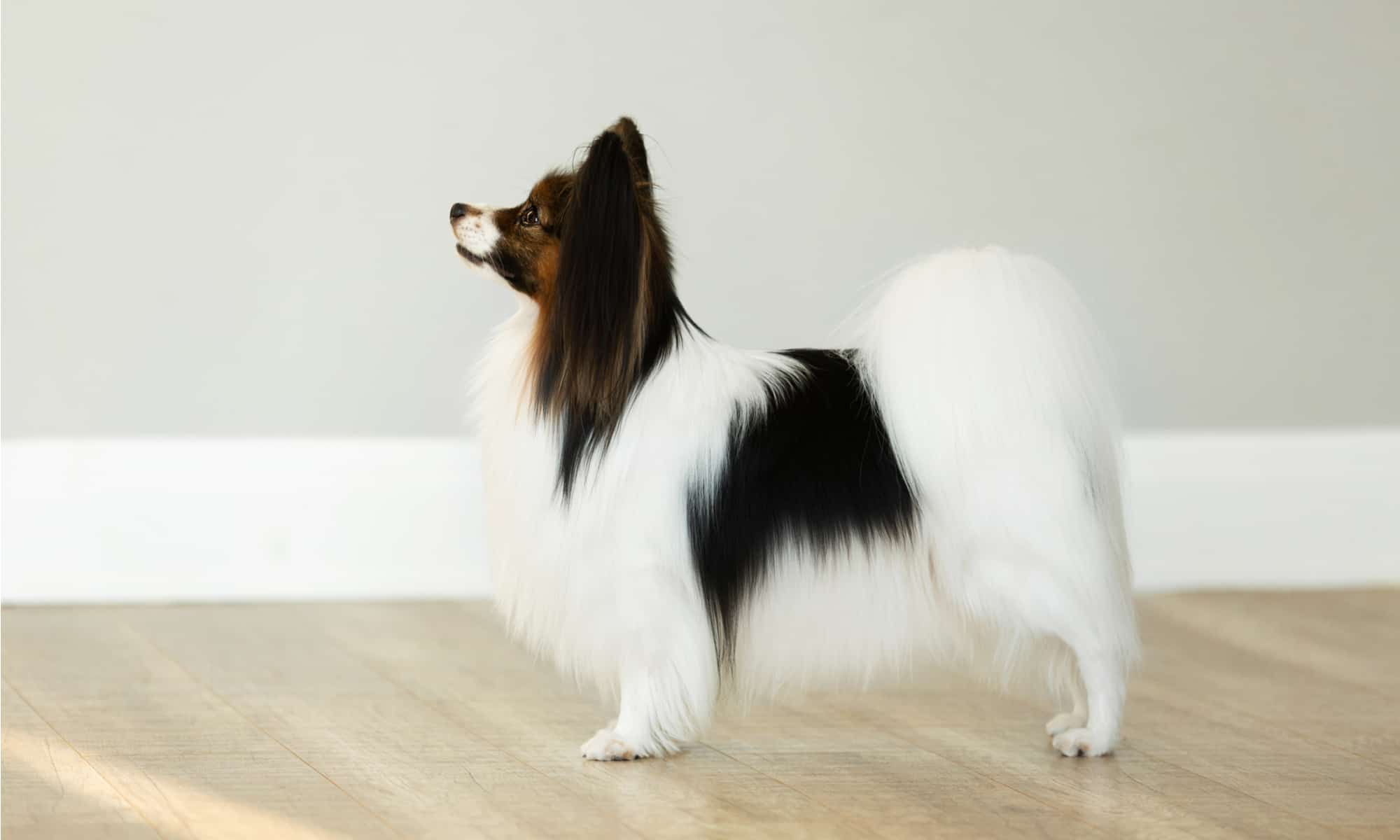 If your dog keeps staring at the wall, here’s what it could mean