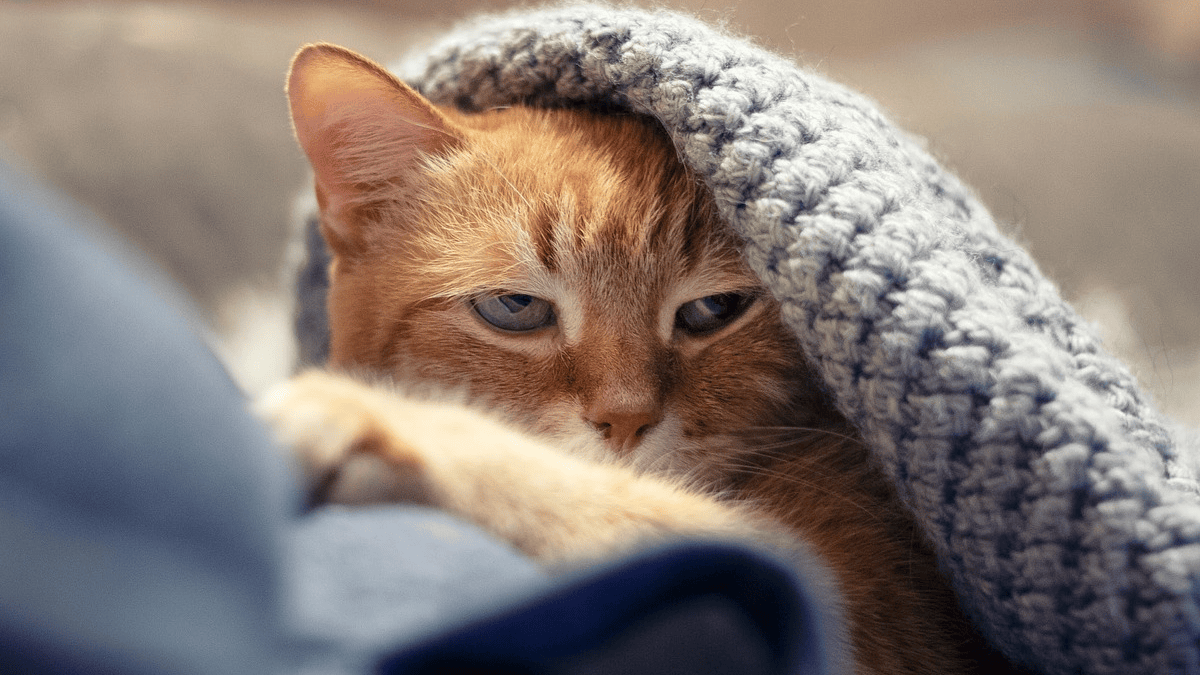 9 things a cat does when it completely trusts its human