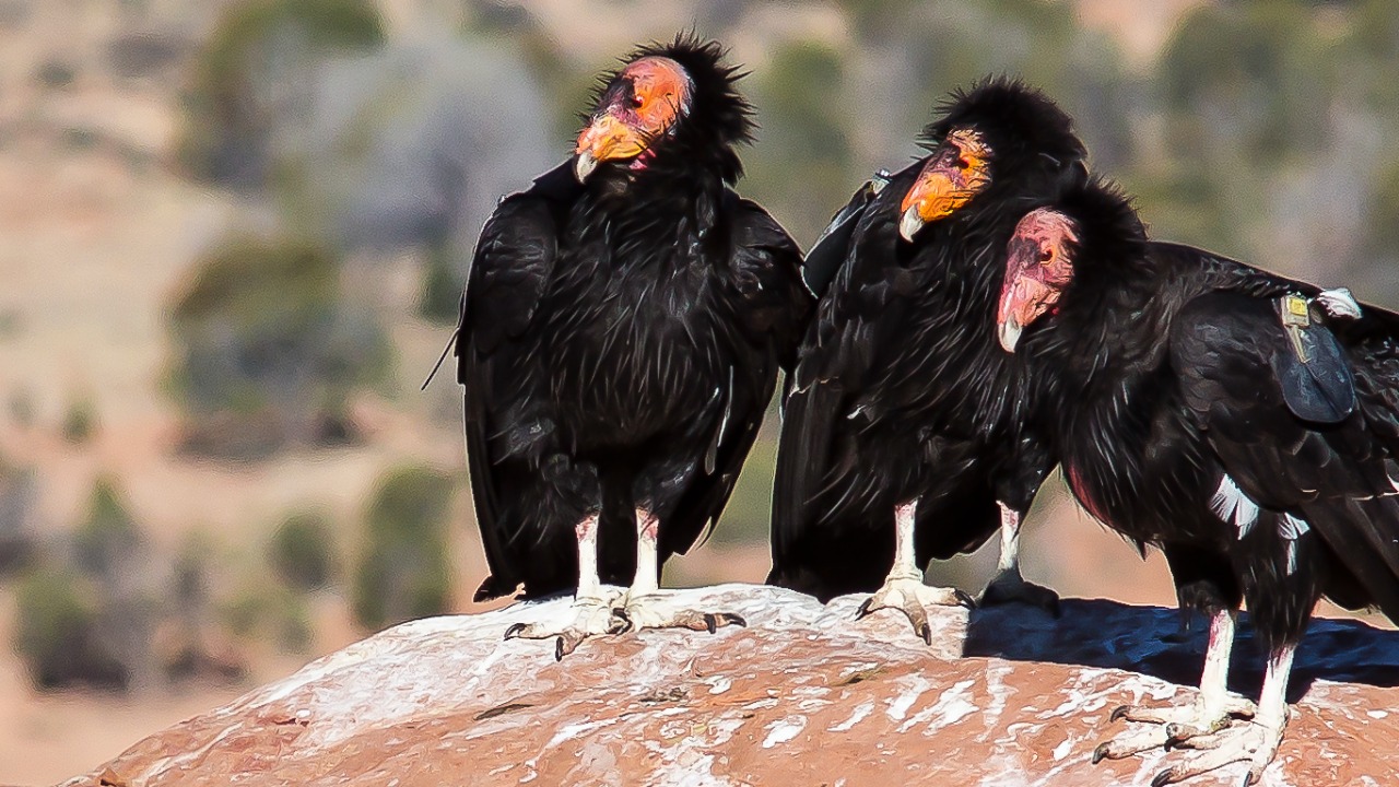 Endangered condors make epic California comeback & may have laid an egg
