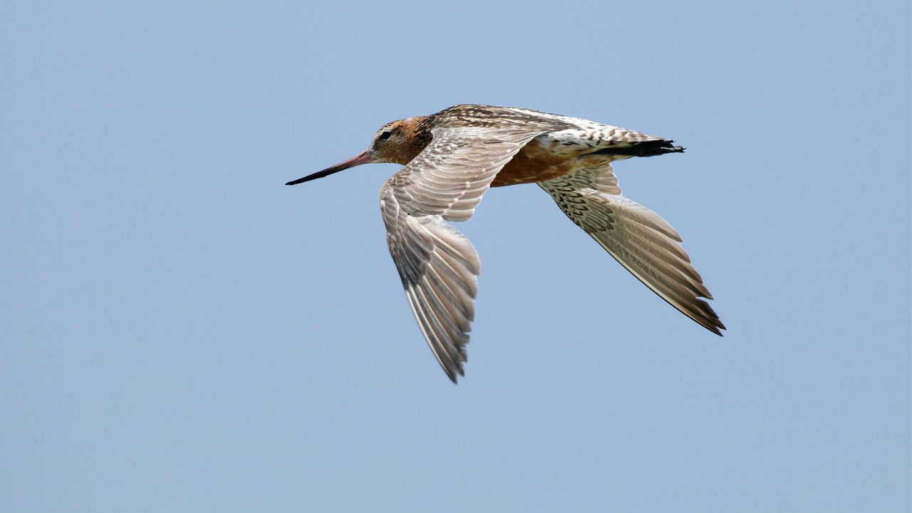 Nature’s greatest flight: Migratory bird flies 13,560 km non-stop from ...