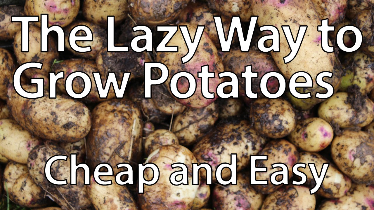 Grow potatoes without digging!