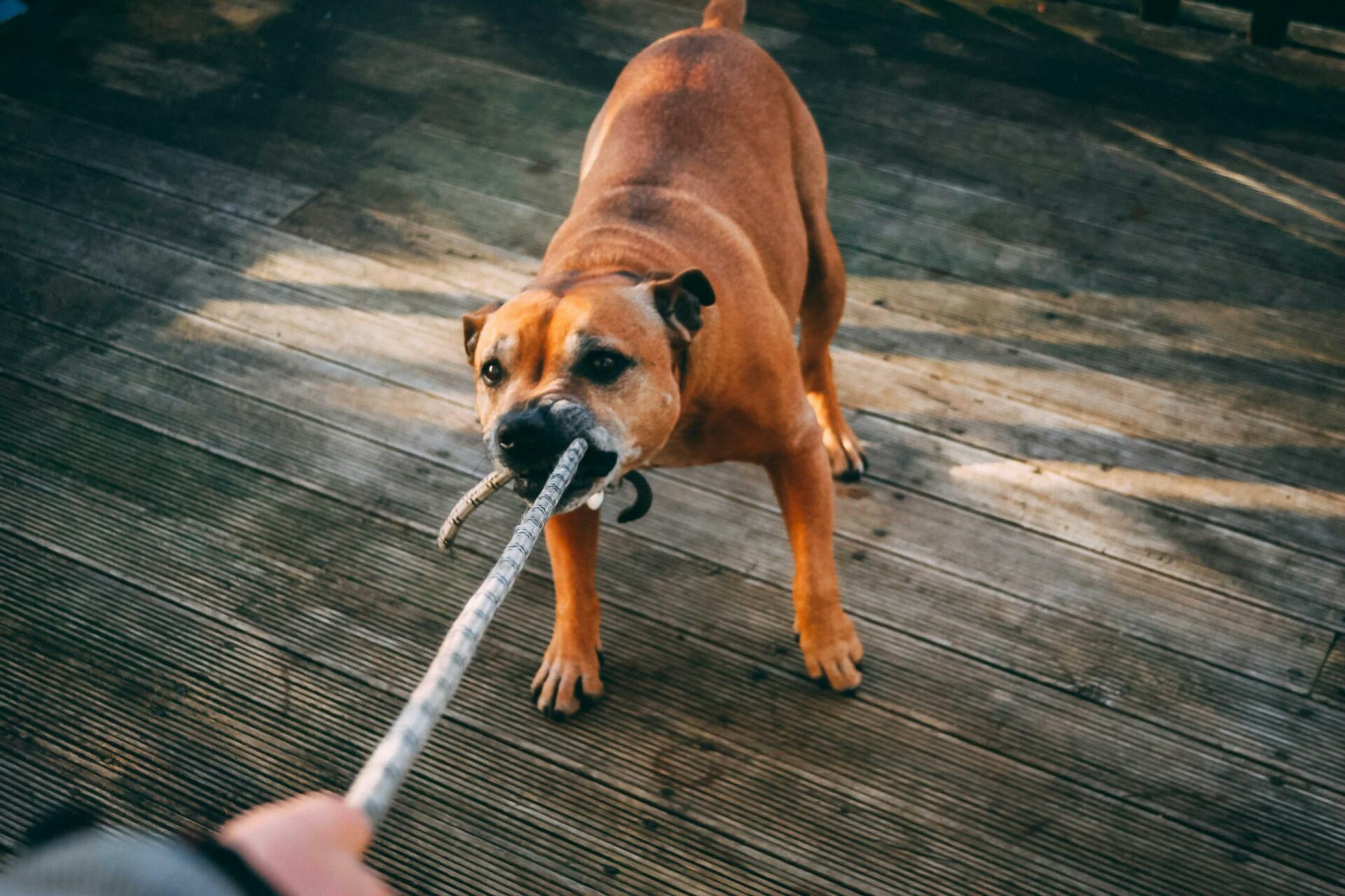 15 everyday things humans do that dogs really hate