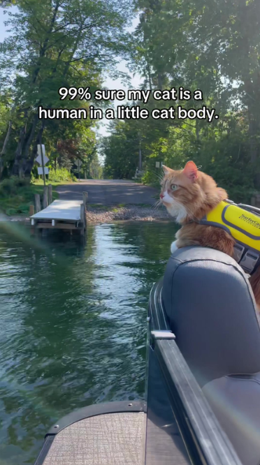 Why more people are traveling with their cats