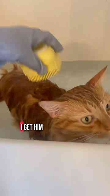 Orange Cat Bath Time That Cat Lovers Will Enjoy