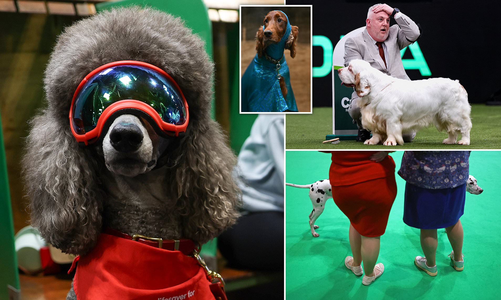 Bruin the Clumber spaniel is crowned Crufts best in show winner at ...