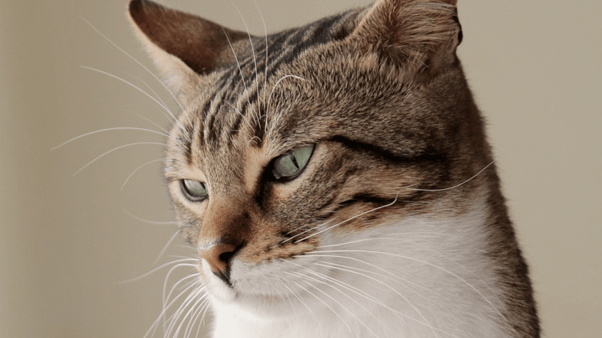 Is your cat dying? 8 signs they may be saying goodbye