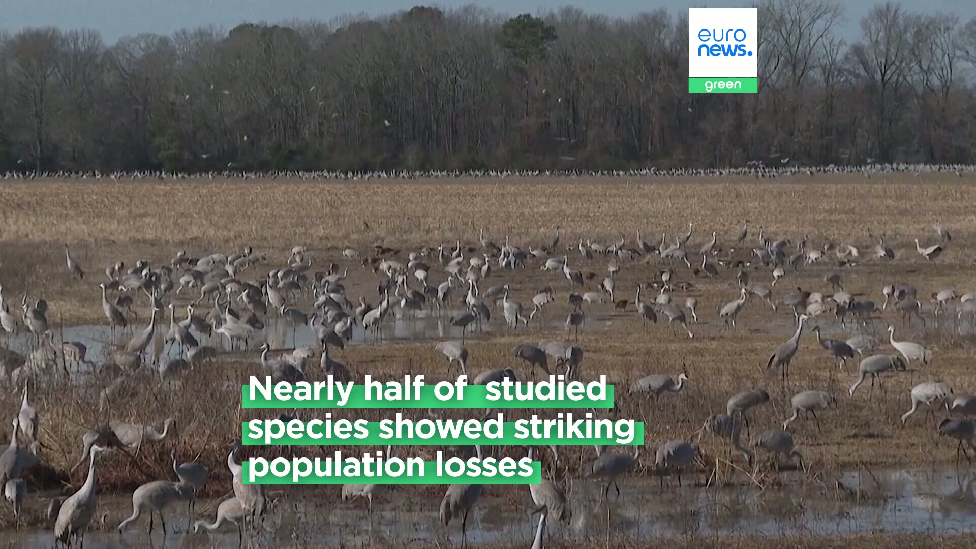 Bird populations are shrinking ever faster in the face of climate ...