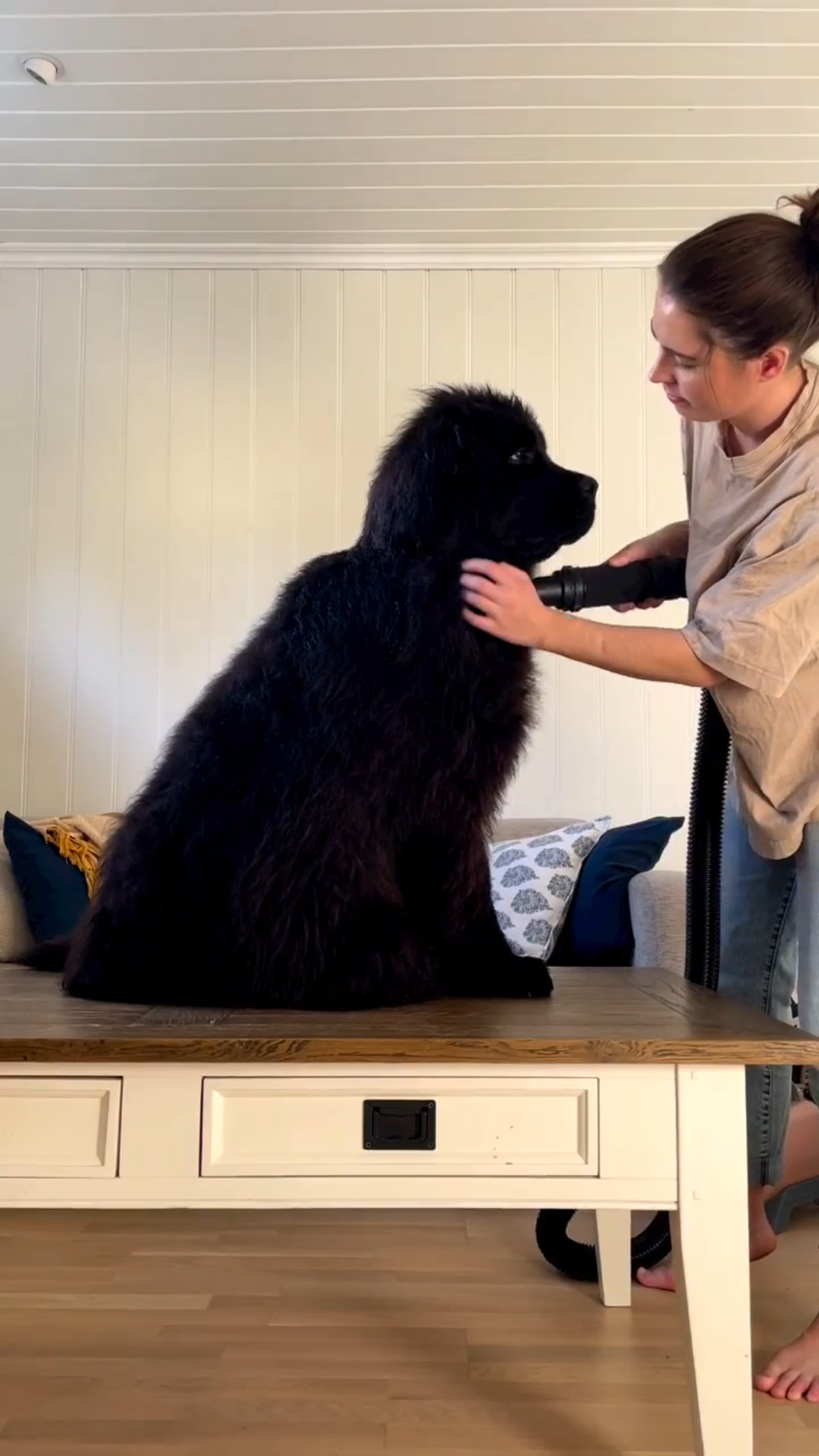 Why this puppy loves getting blow dried