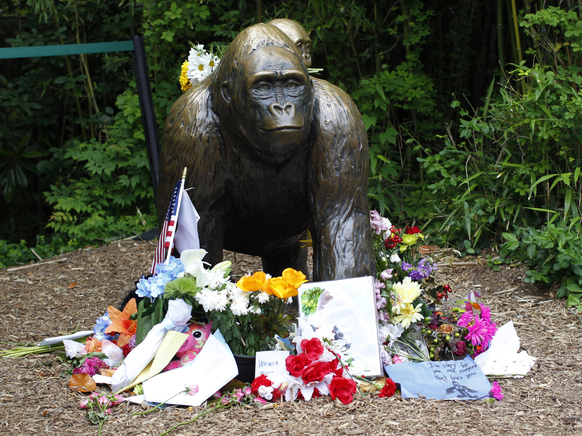 Americans arrested after stunt at Punch Monkey Zoo in Japan