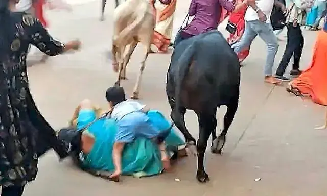 Woman, child injured as bulls fight on Kukke Subrahmanya temple street