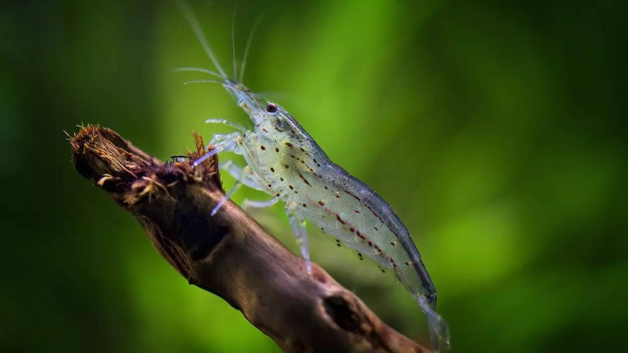 10 aquarium fish that help keep tanks naturally clean