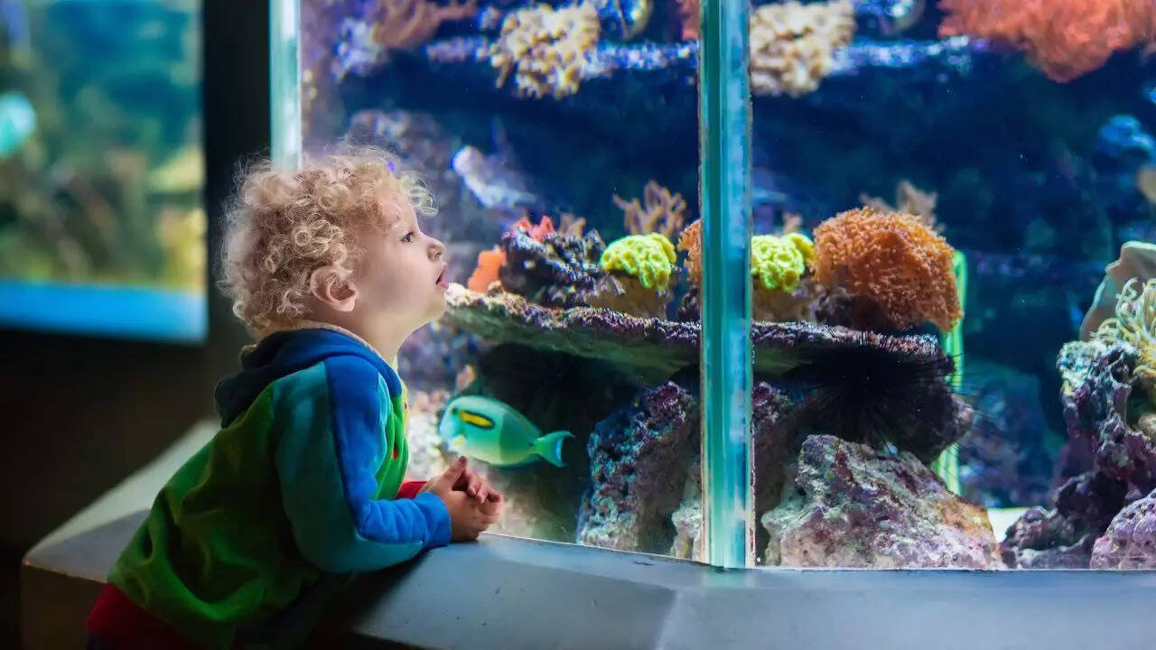 10 aquarium fish that help keep tanks naturally clean