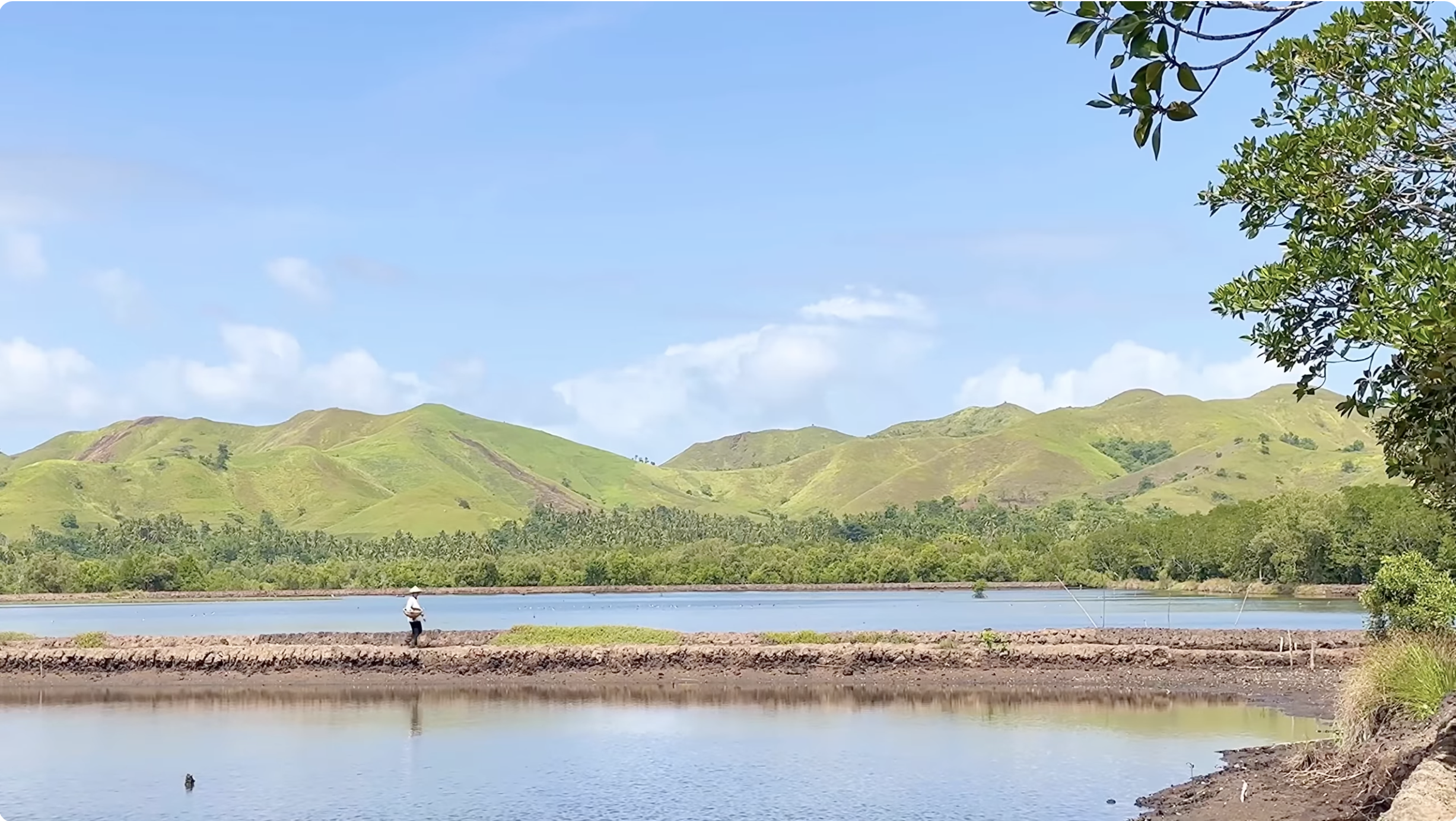 Harvesting bagongon (horn shell) from a pond and preparing a tasty meal
