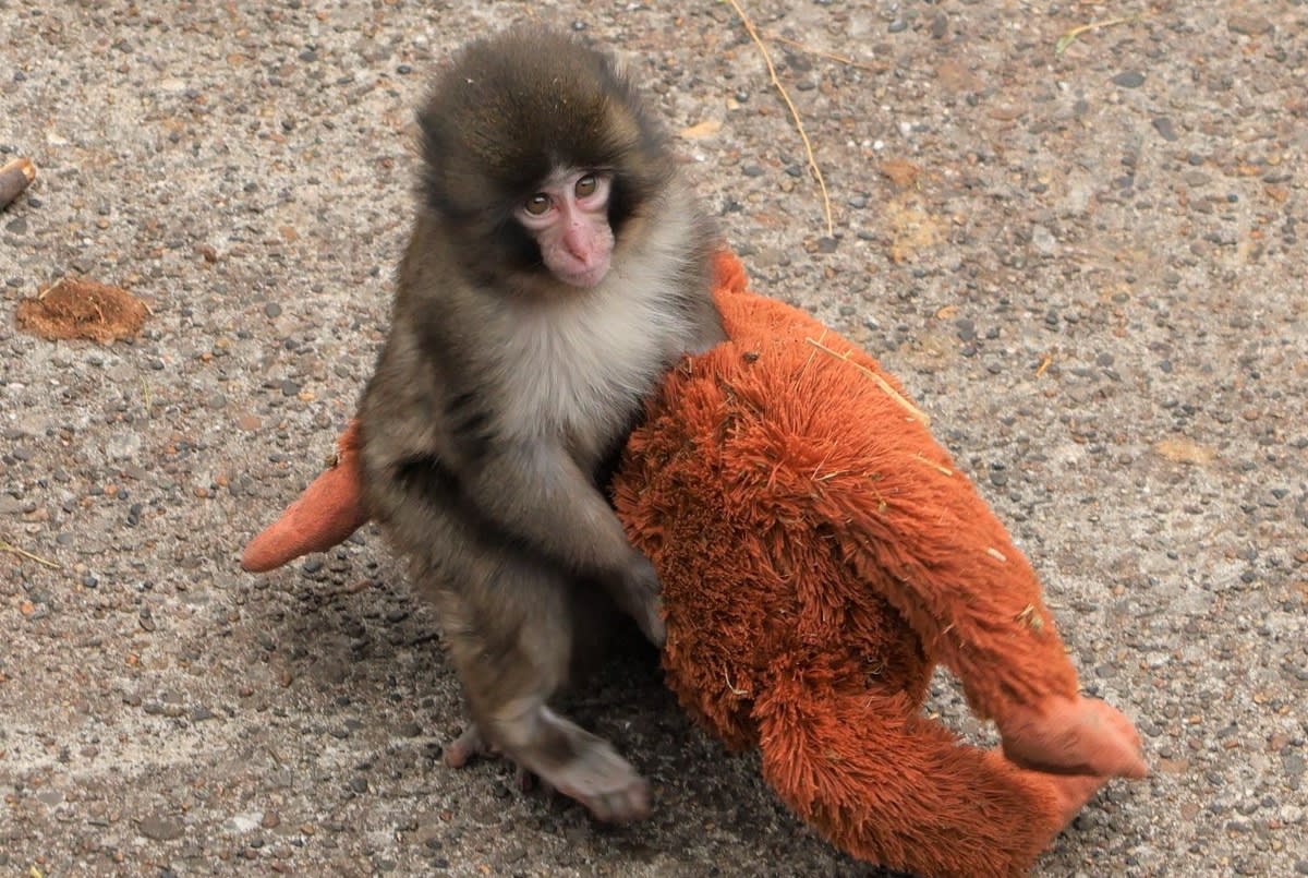 Is Punch The Monkey Dead? Heartbreaking Video Shows Viral Primate 'Not ...